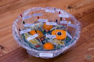 Animal Cell Model - ResearchParent.com